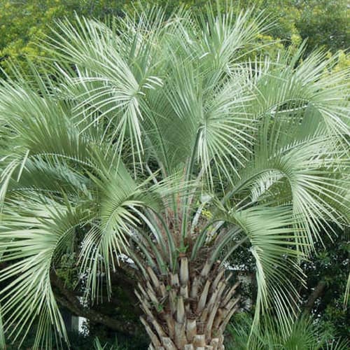 How To Grow Feather Palms