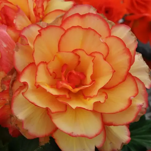 How To Grow Begonia: A Beginner’s Guide