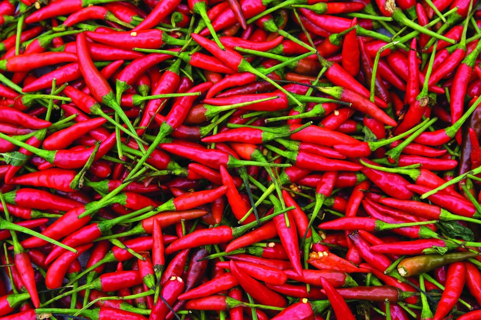 Chilli Plant Care & Growing Tips