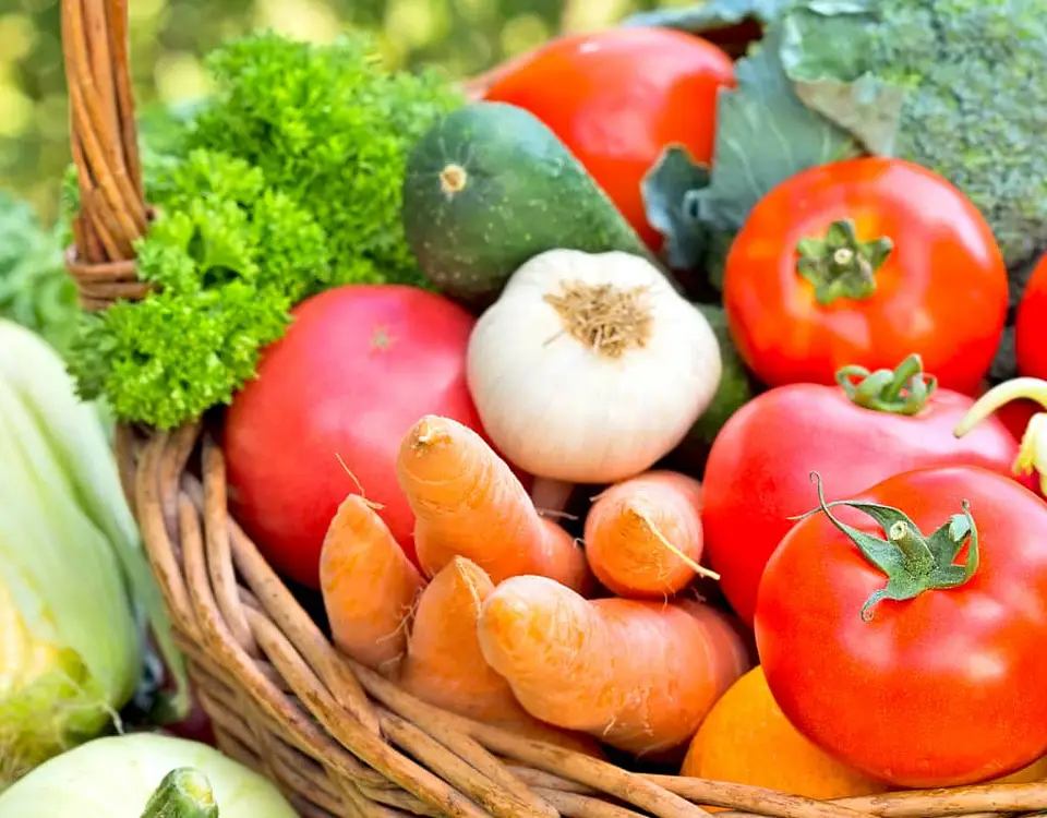 Home - Best Gardening and plant supplies in Malaysia