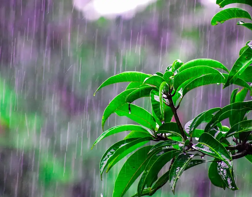 Five Plant Care Tips During Raining Season