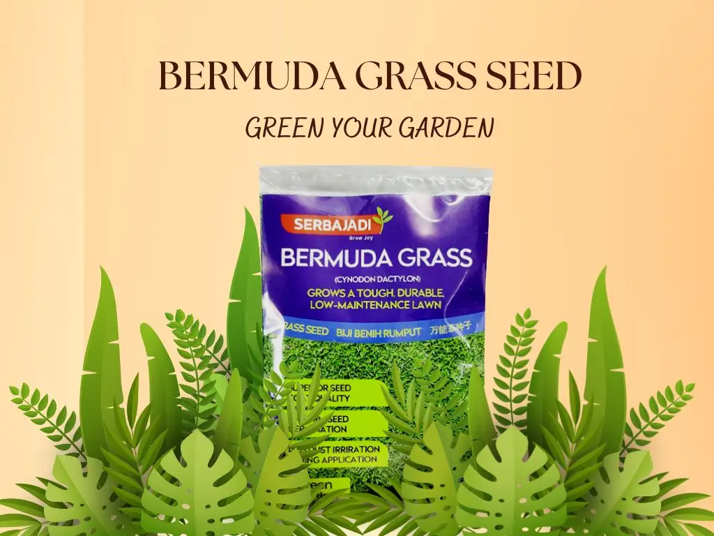 What is Bermuda Grass Seed - Best Gardening and Plant Supplies in Malaysia